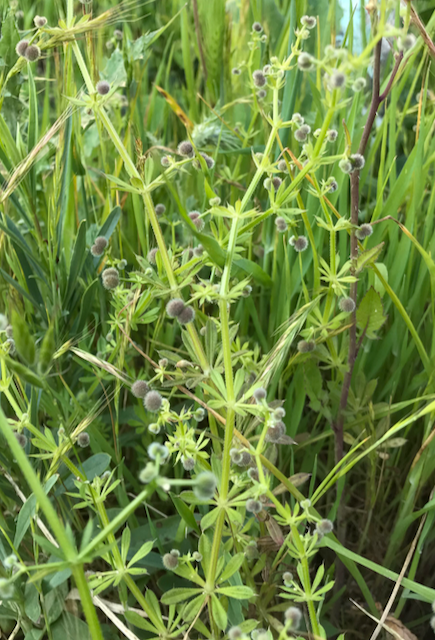 Native Plant Project V March April Daddy S Data Analysis By